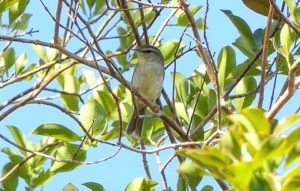 Japanese Bush-Warbler – birdfinding.info