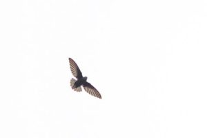 Lesser Antillean Swift – birdfinding.info