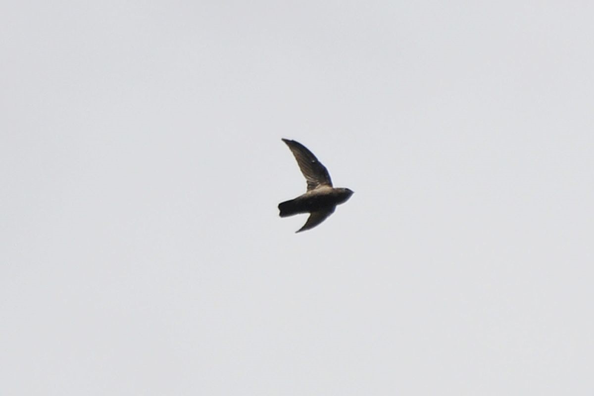Lesser Antillean Swift – birdfinding.info