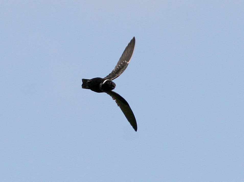 White-collared Swift – birdfinding.info