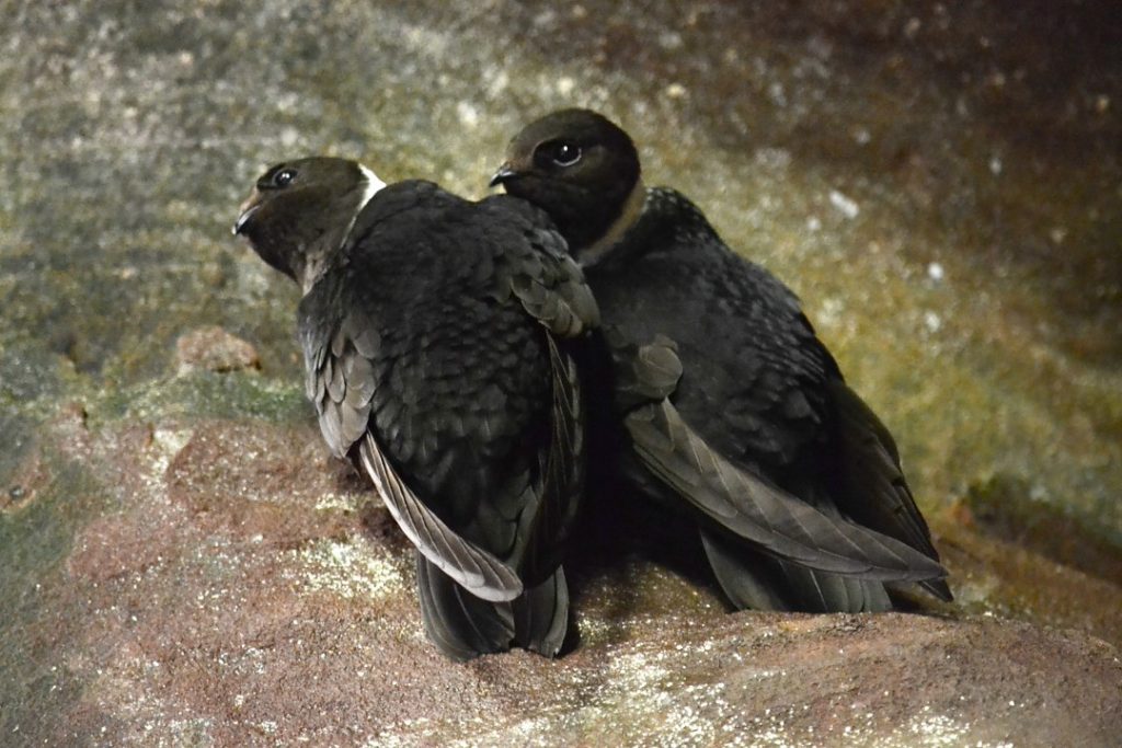 White-collared Swift – birdfinding.info