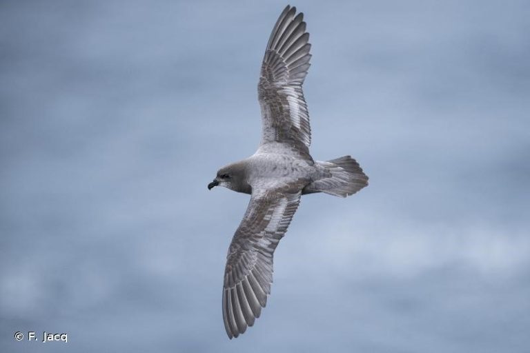 Murphy’s Petrel – birdfinding.info