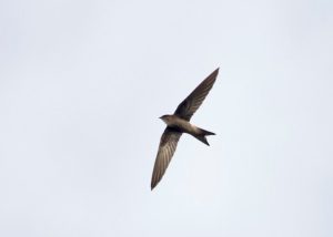 Pacific Swift – birdfinding.info
