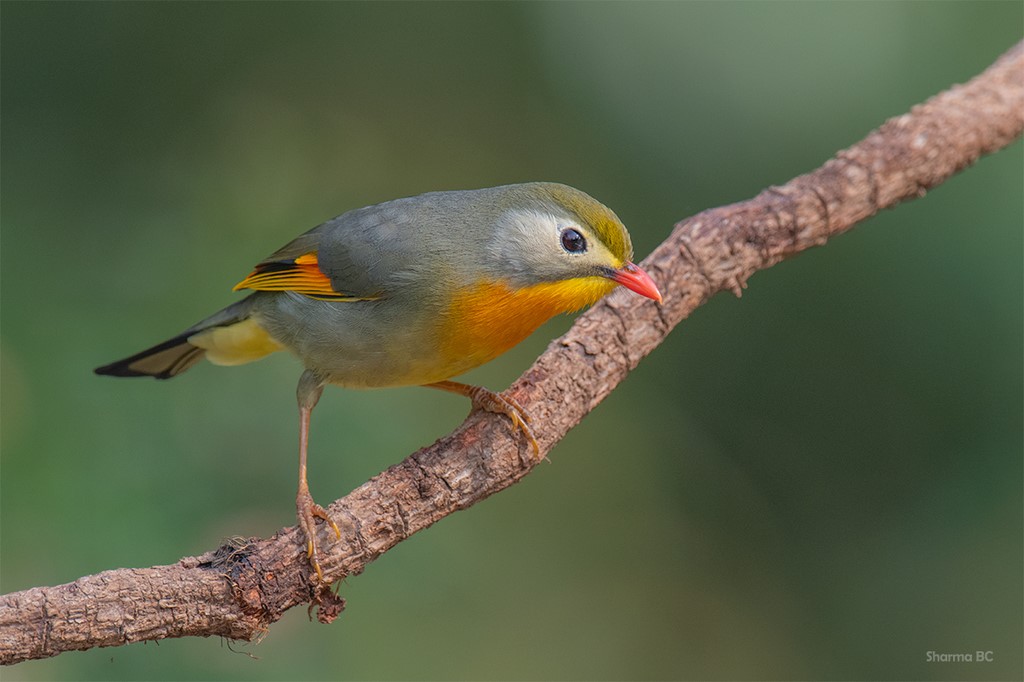 Red-billed Leiothrix – birdfinding.info