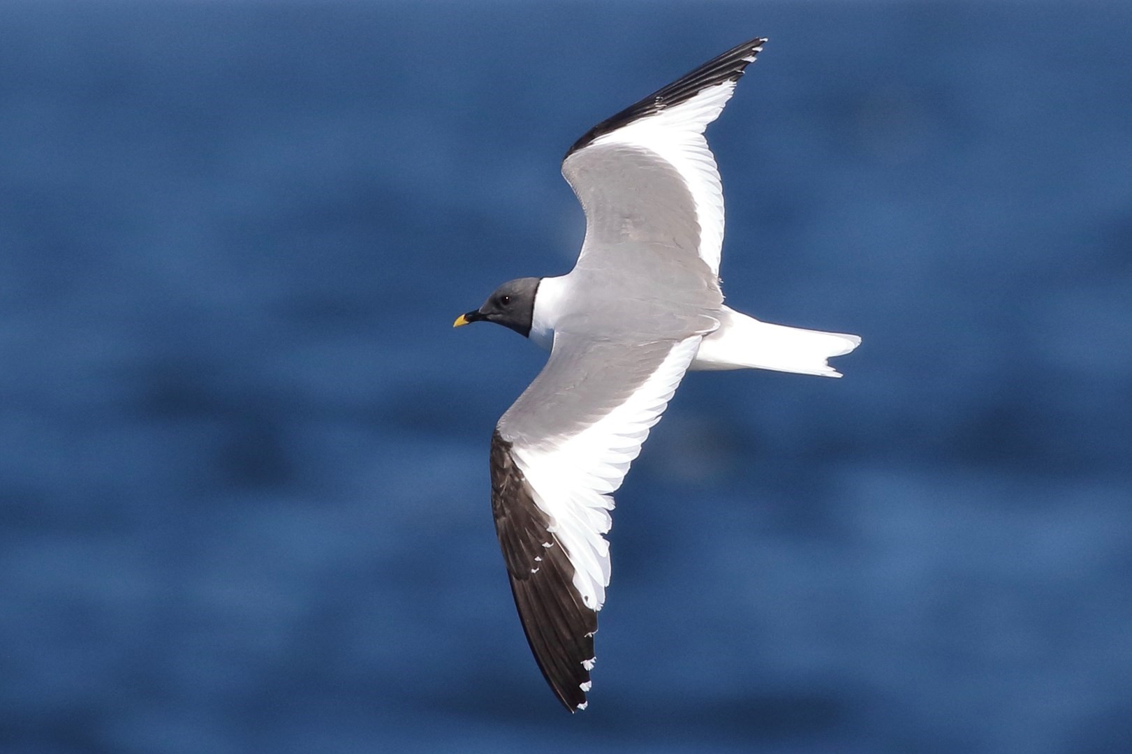 Sabine’s Gull – birdfinding.info