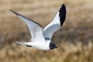 Laridae: Gulls, Terns and Skimmers – birdfinding.info