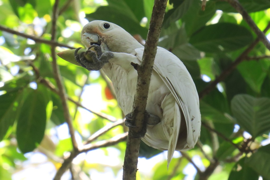 Tanimbar Corella – birdfinding.info