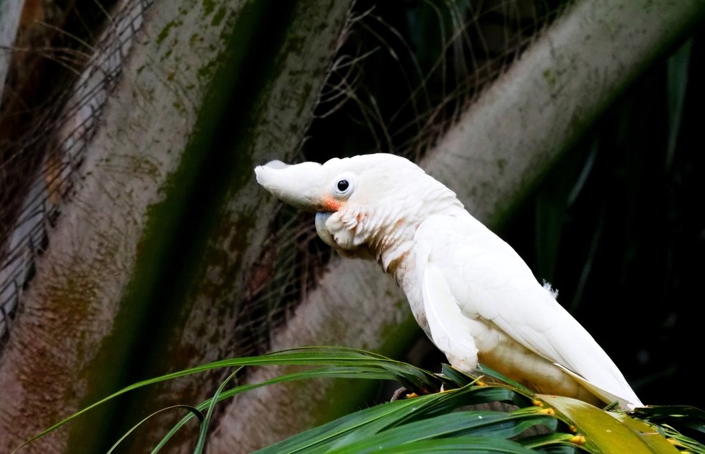 Tanimbar Corella – birdfinding.info