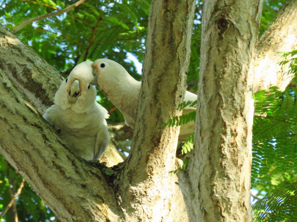 Tanimbar Corella – birdfinding.info