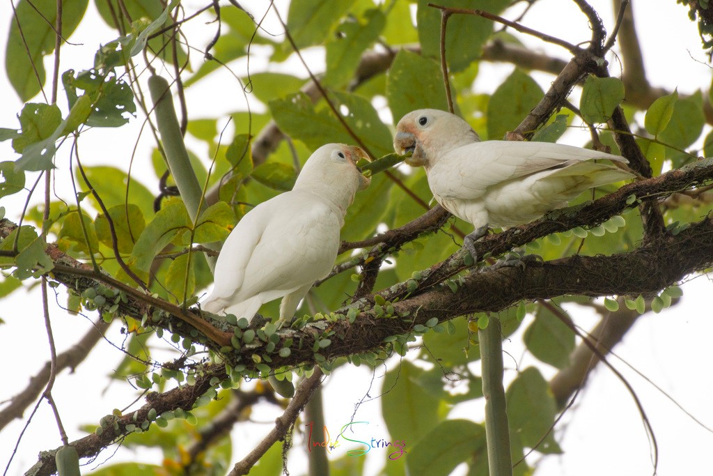 Tanimbar Corella – birdfinding.info