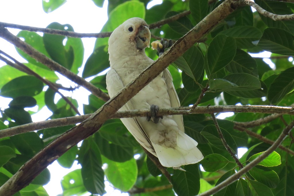 Tanimbar Corella – birdfinding.info