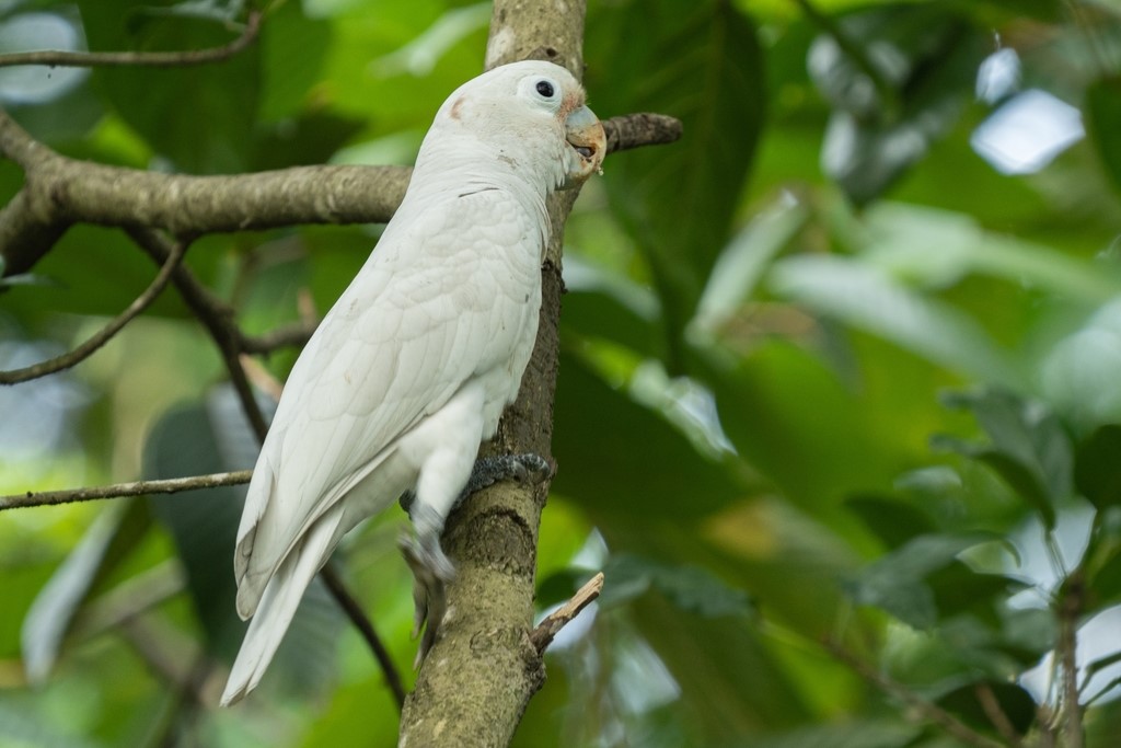 Tanimbar Corella – birdfinding.info