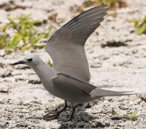 Blue Noddy – birdfinding.info