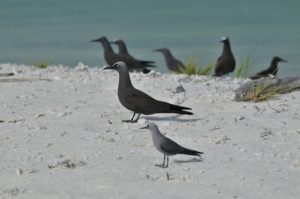 Blue Noddy – birdfinding.info