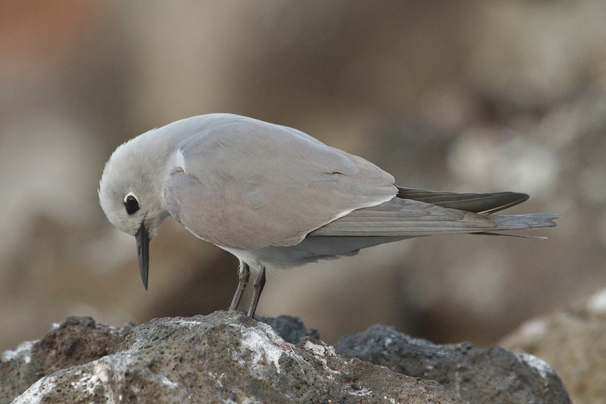 Blue Noddy – birdfinding.info