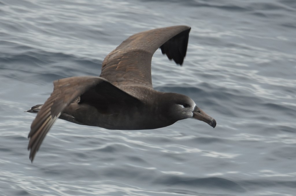 Black-footed Albatross – birdfinding.info