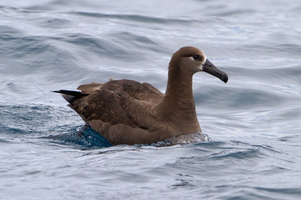 Black-footed Albatross – birdfinding.info