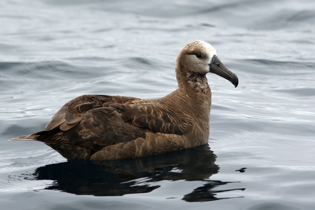 Black-footed Albatross – birdfinding.info