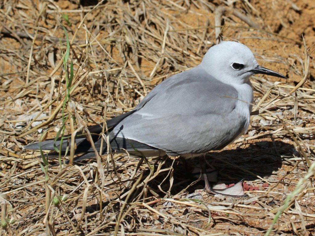 Gray Noddy – birdfinding.info