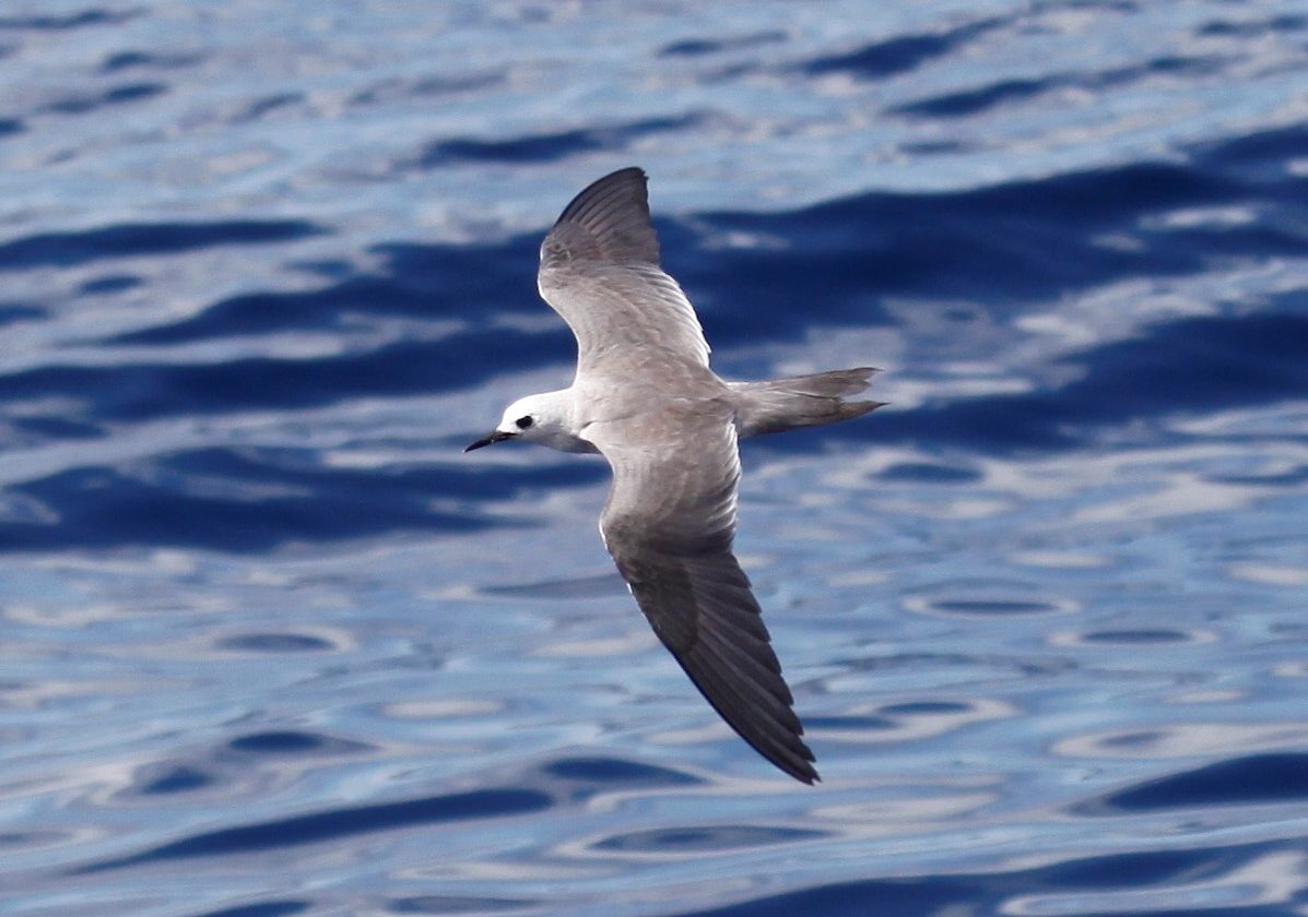 Gray Noddy – birdfinding.info