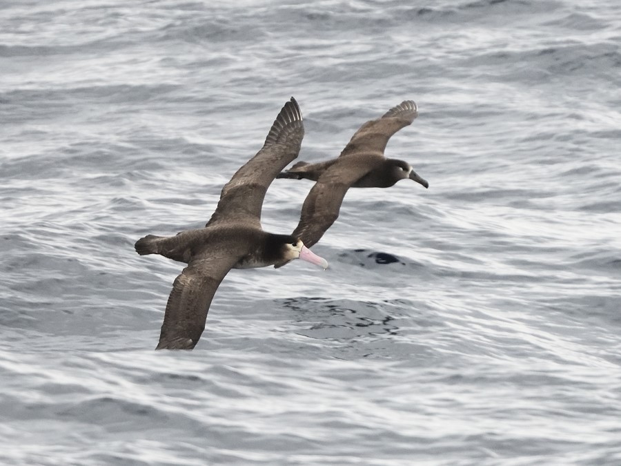 Short-tailed Albatross – birdfinding.info