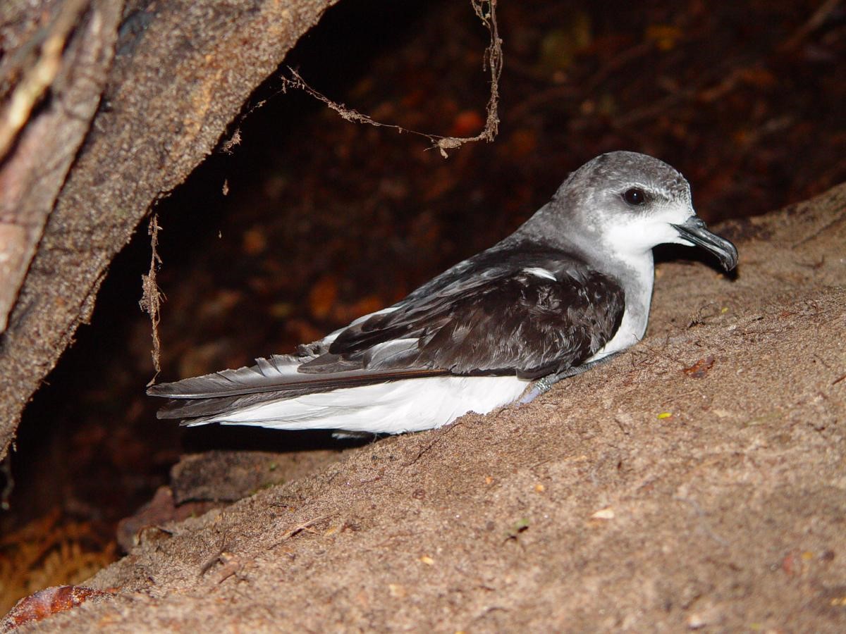 Cook’s Petrel – birdfinding.info