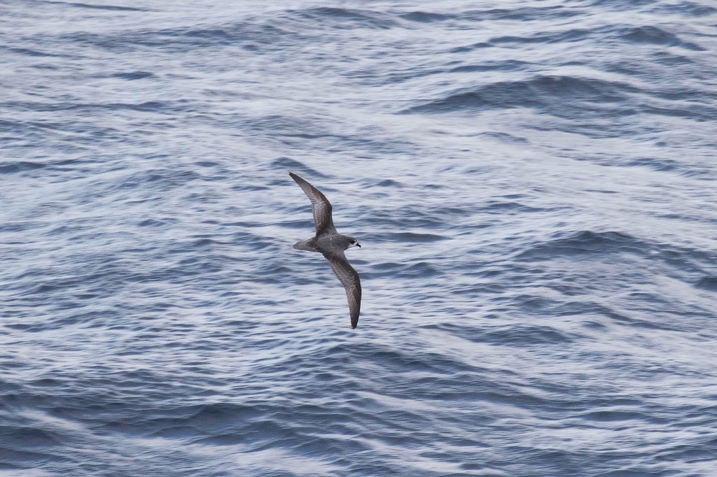 Mottled Petrel – birdfinding.info