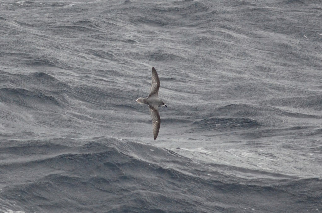 Mottled Petrel – birdfinding.info