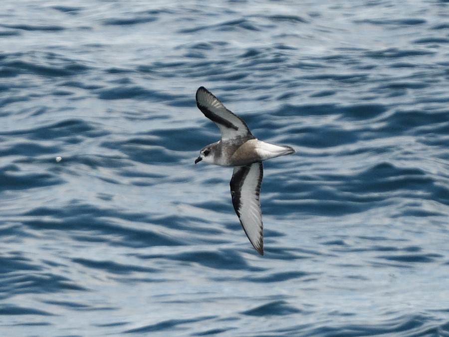 Mottled Petrel – birdfinding.info