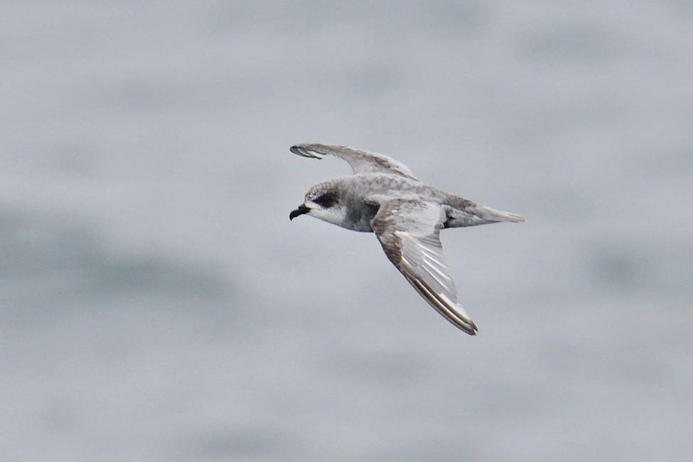 Mottled Petrel – birdfinding.info