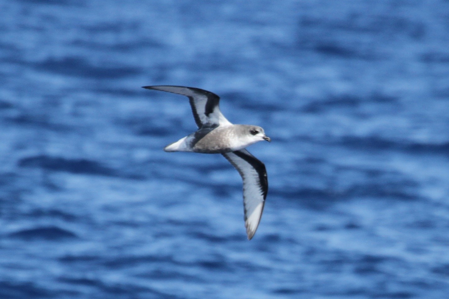 Mottled Petrel – birdfinding.info
