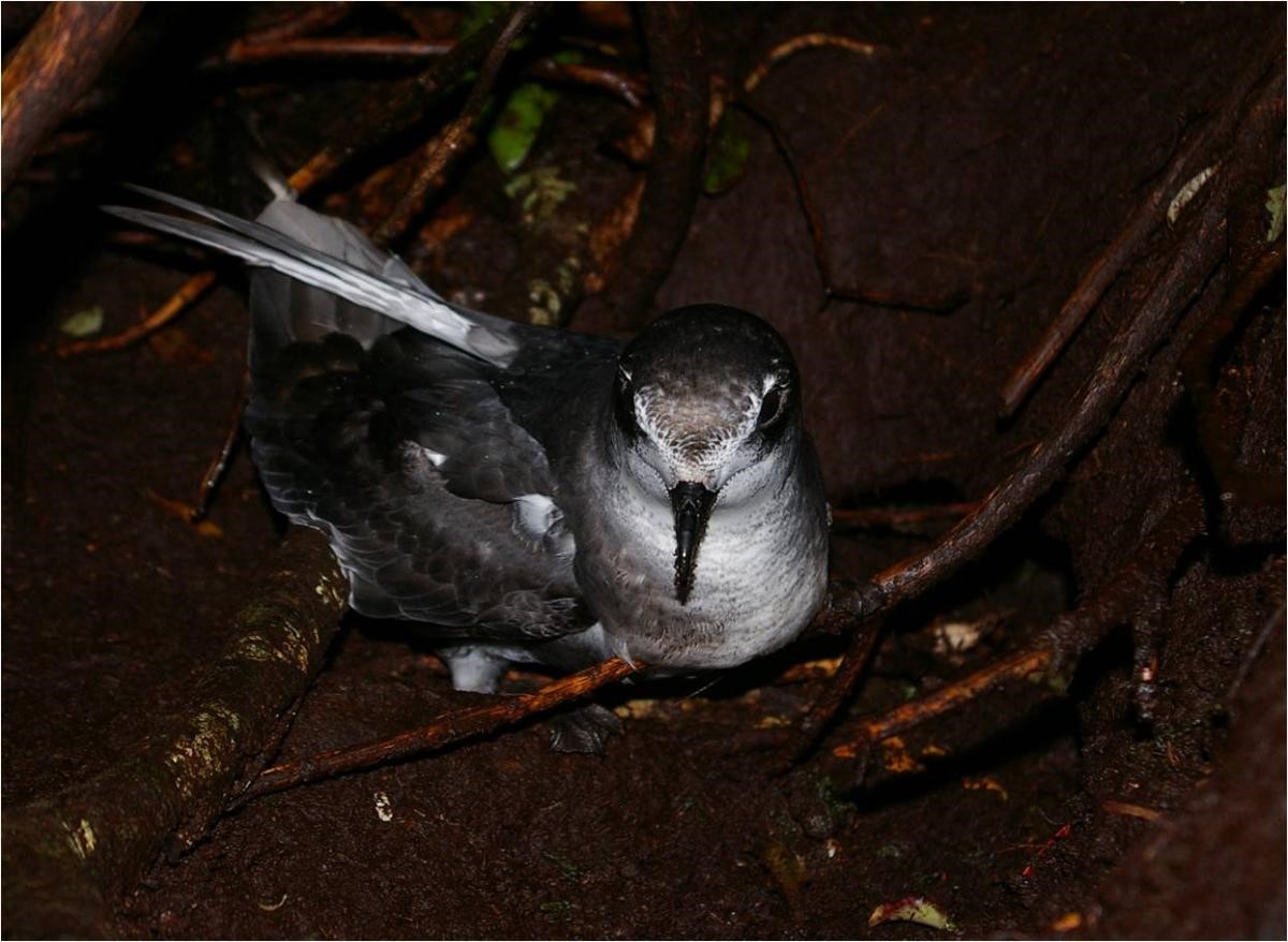 Mottled Petrel – birdfinding.info