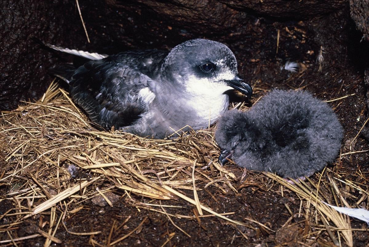 Mottled Petrel – birdfinding.info