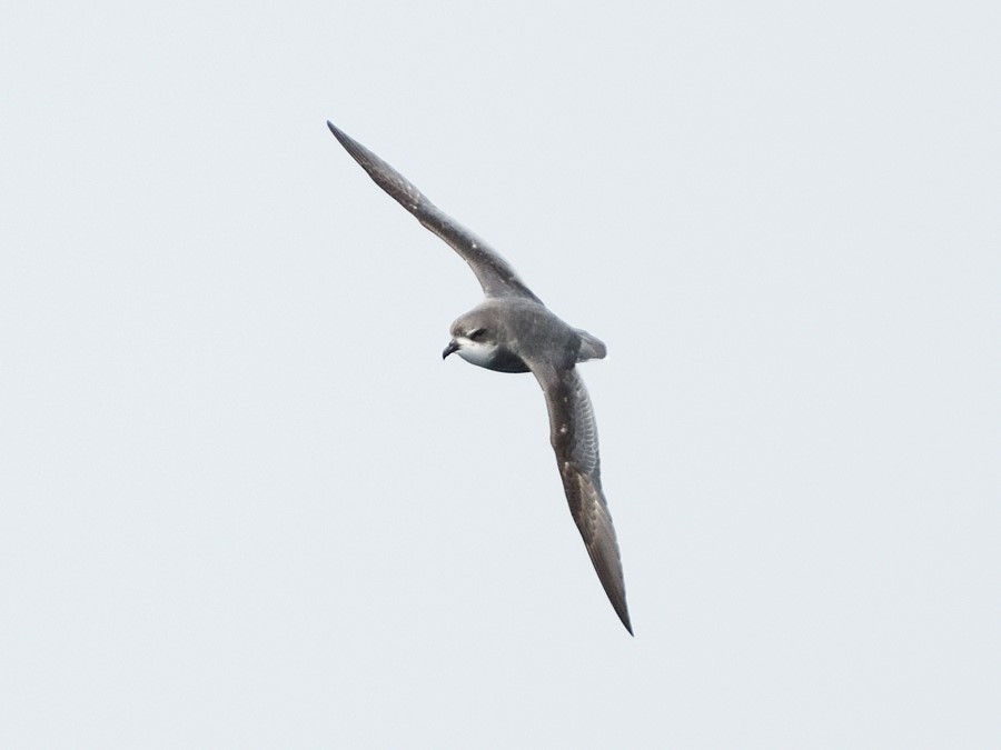 Mottled Petrel – birdfinding.info