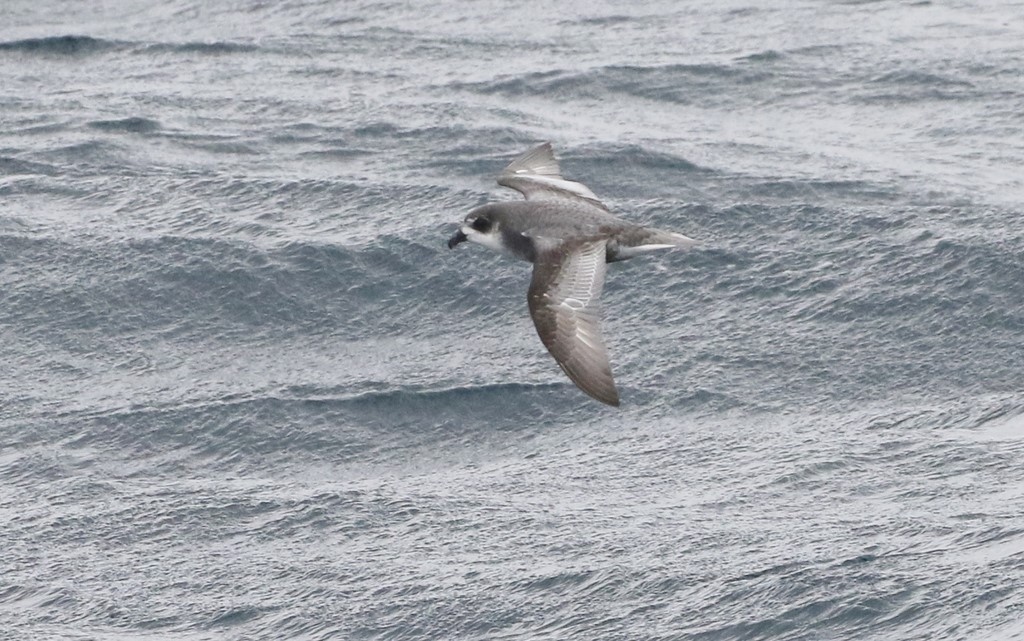 Mottled Petrel – birdfinding.info