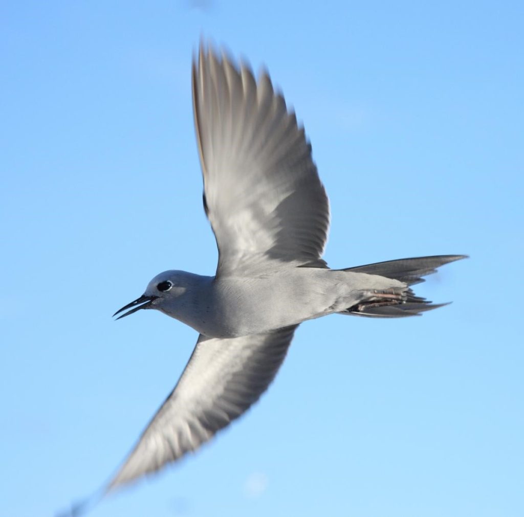 Blue Noddy – birdfinding.info