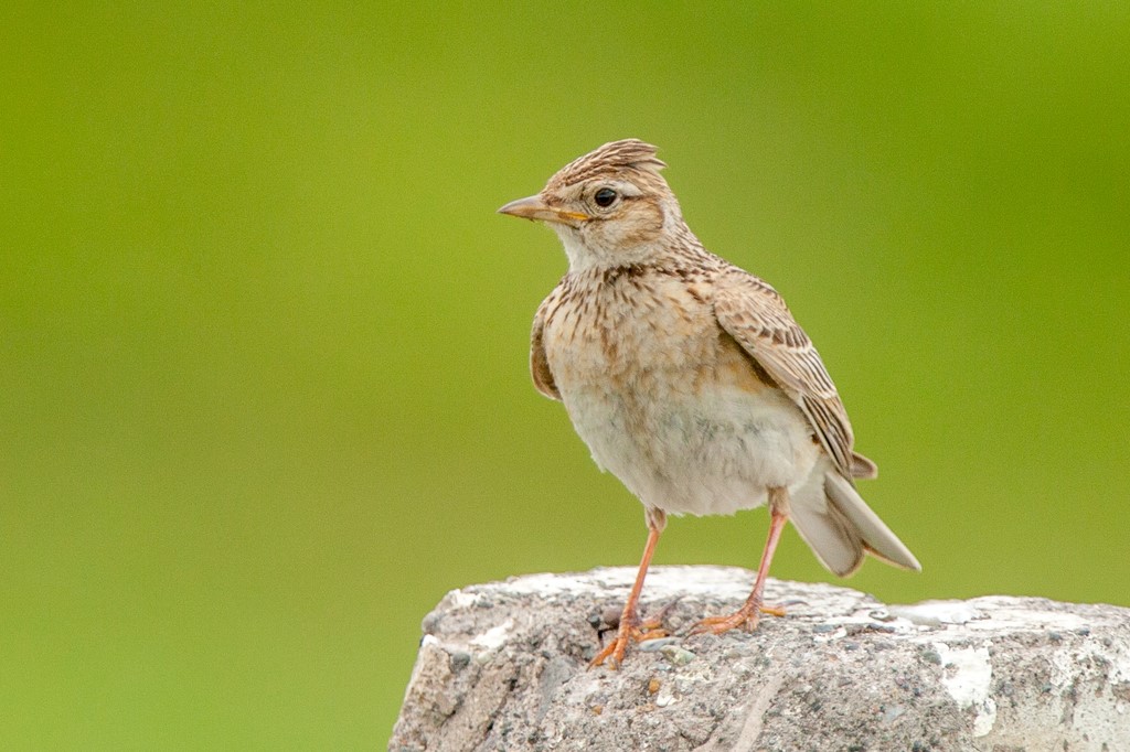 Eurasian Skylark – birdfinding.info