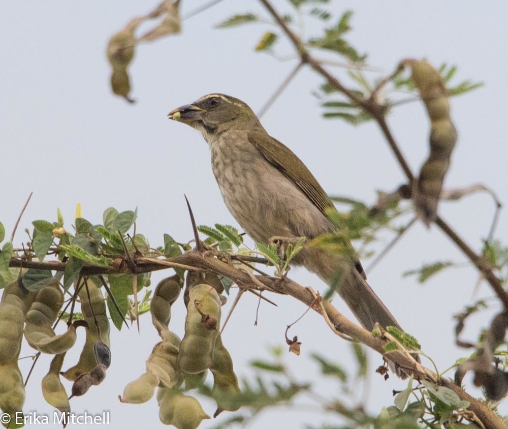 Lesser Antillean Saltator – birdfinding.info