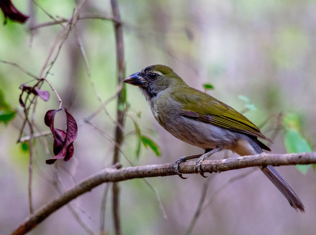 Lesser Antillean Saltator – birdfinding.info