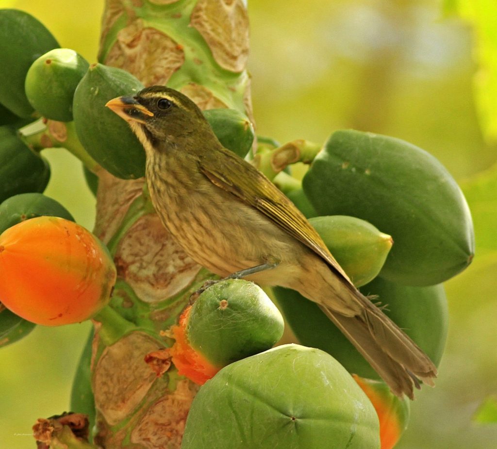 Lesser Antillean Saltator – birdfinding.info