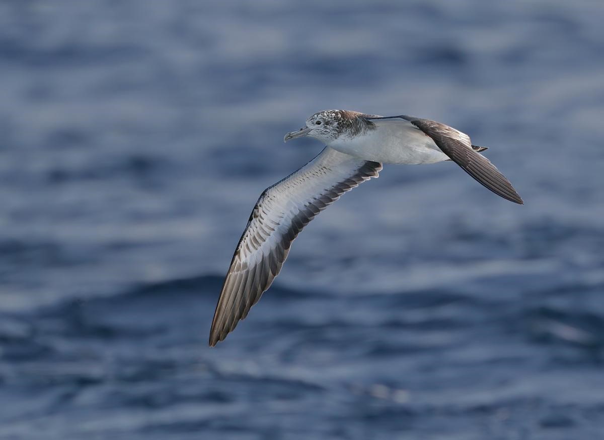 Streaked Shearwater – birdfinding.info