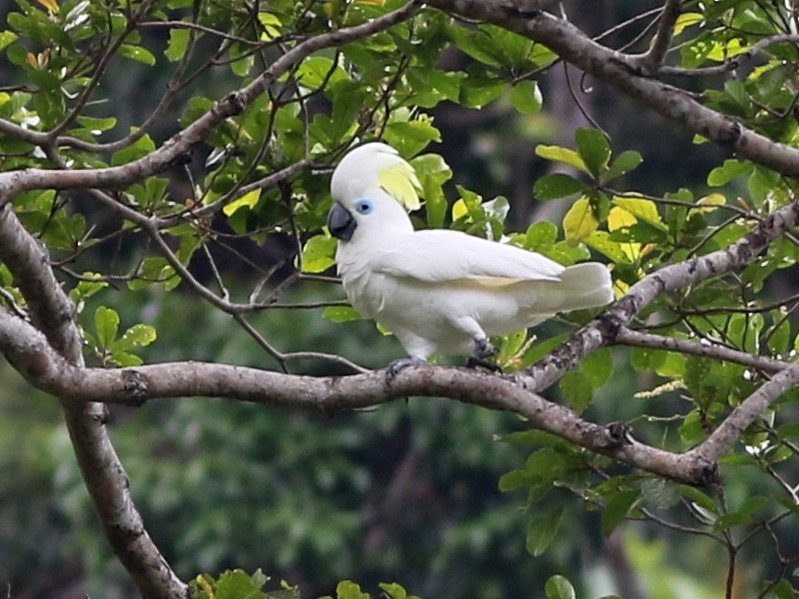 Blue-eyed Cockatoo – birdfinding.info