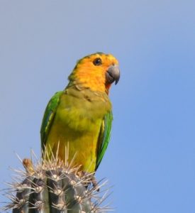 “Yellow-headed Parakeet” – birdfinding.info