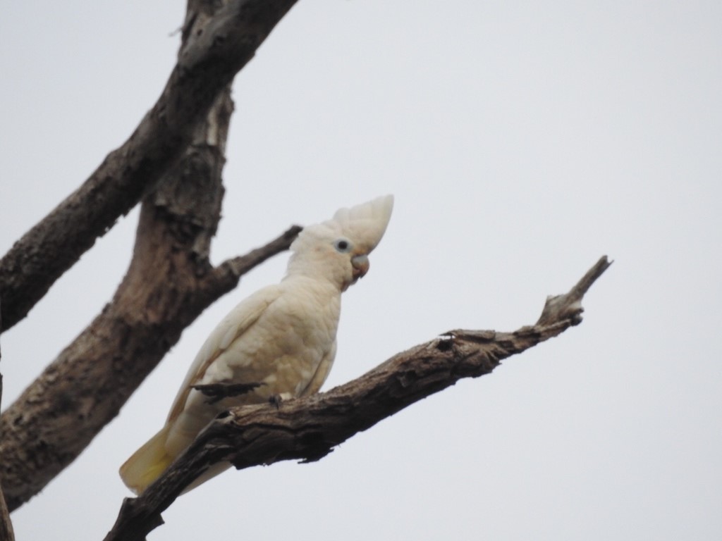 Tanimbar Corella – birdfinding.info