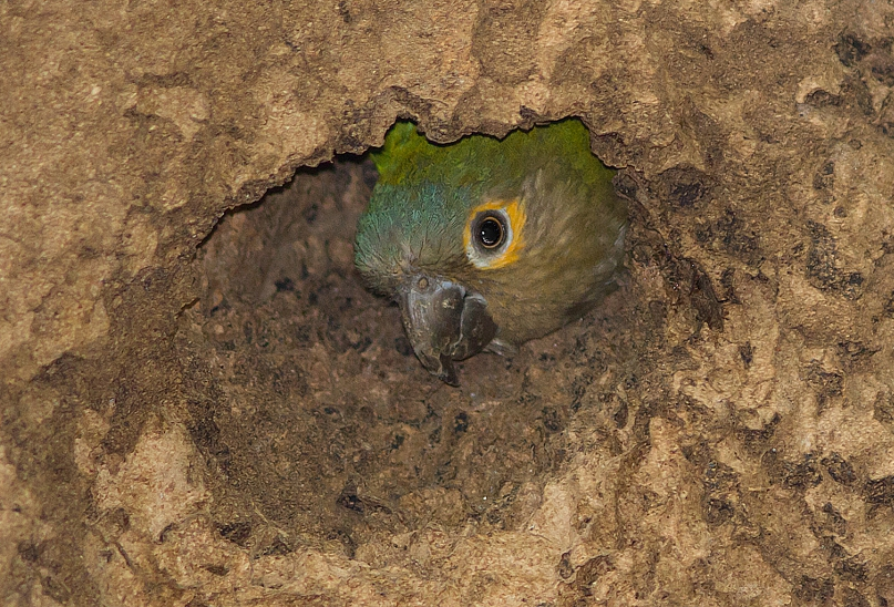 Brown-throated Parakeet – birdfinding.info