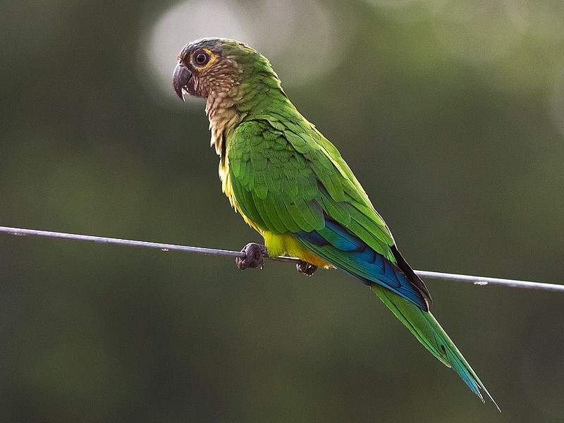 Brown-throated Parakeet – birdfinding.info