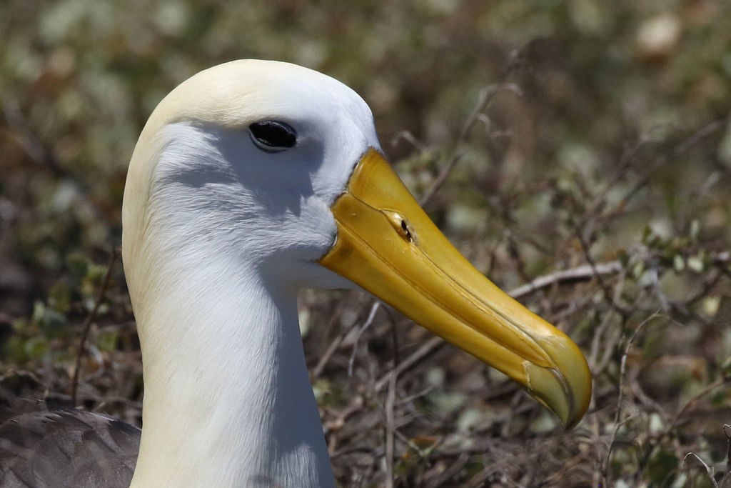 Waved Albatross – birdfinding.info