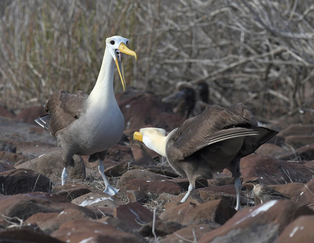 Waved Albatross – birdfinding.info