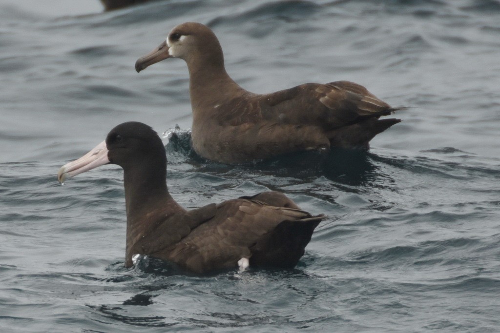 Short-tailed Albatross – birdfinding.info
