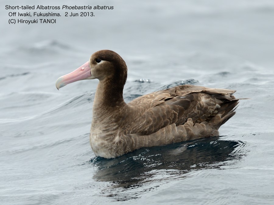 Short-tailed Albatross – birdfinding.info